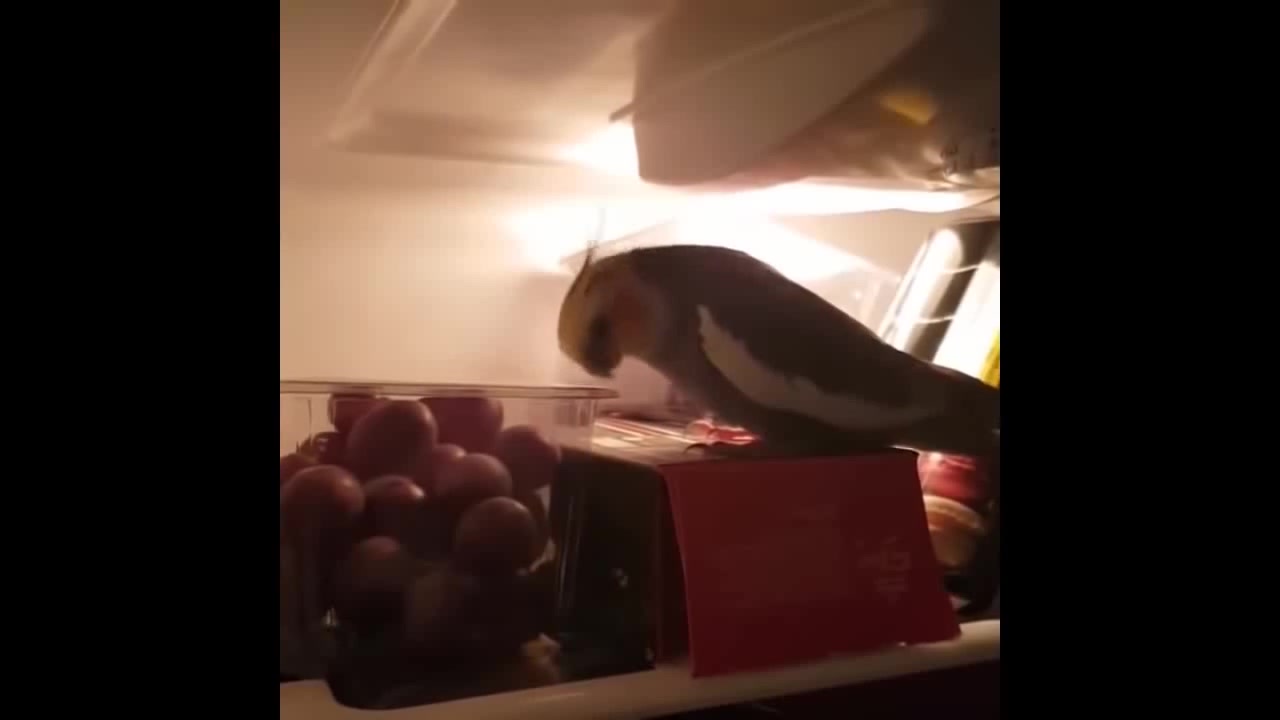 Funny Parrot #3 - Coub