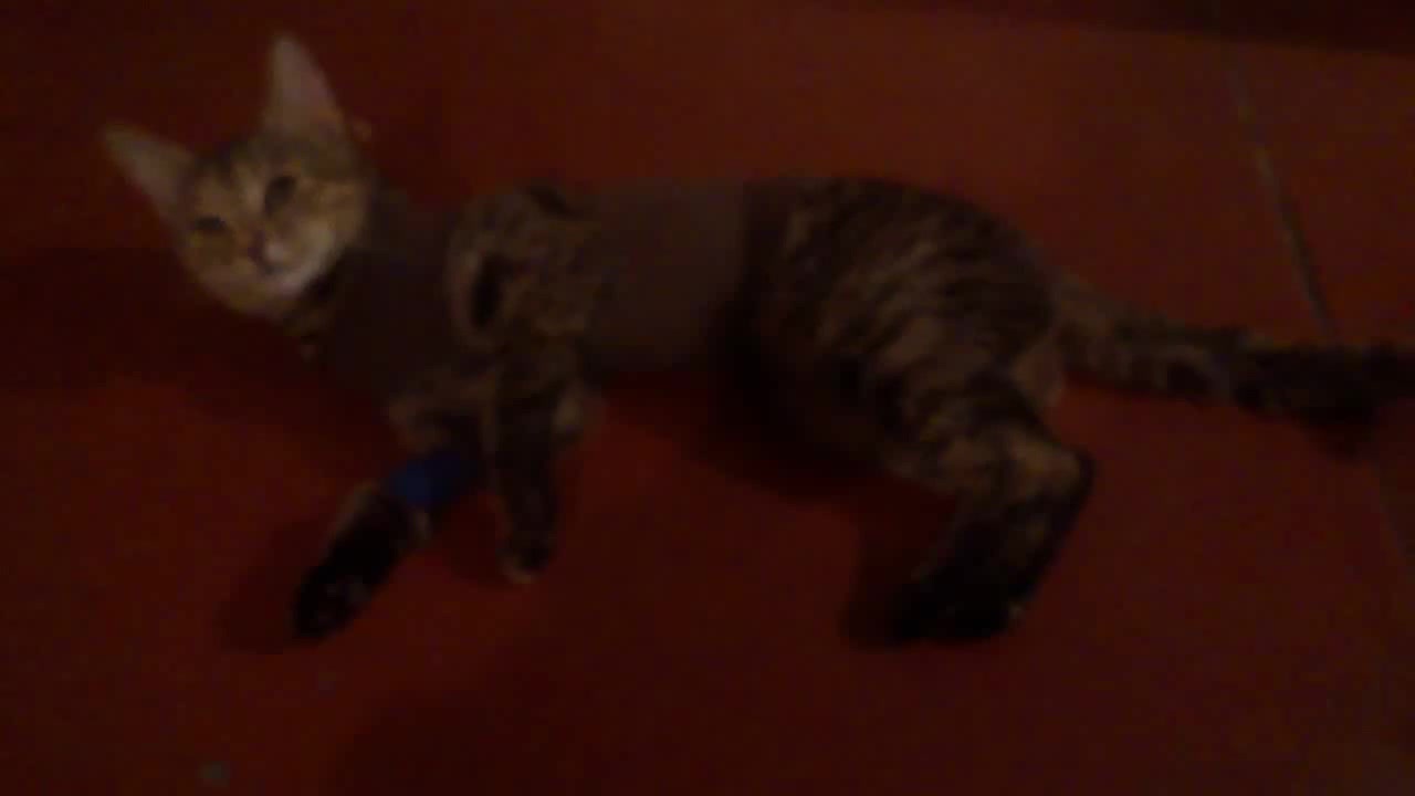 high as a kite - Coub