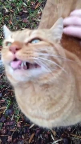 The Best Cat Back Scratch - Coub