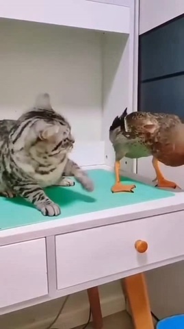 cat and animal - Coub