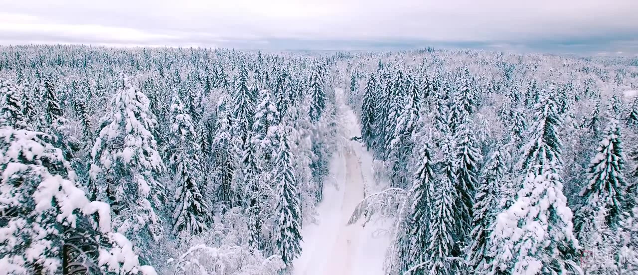 Winter forest - Coub - The Biggest Video Meme Platform