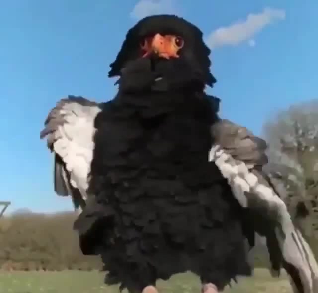Skibidi bird - Coub