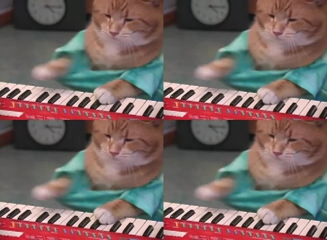 Keyboard Cat REINCARNATED! - Coub - The Biggest Video Meme Platform