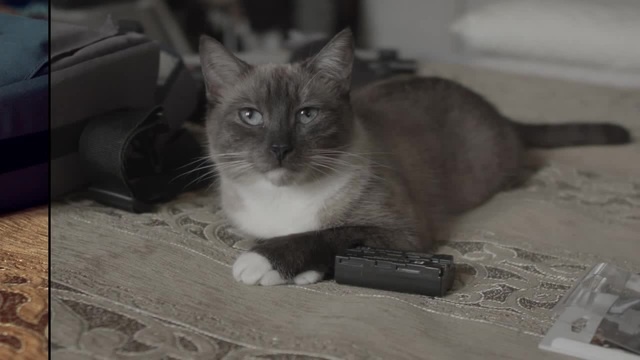 Grading cat - Coub - The Biggest Video Meme Platform