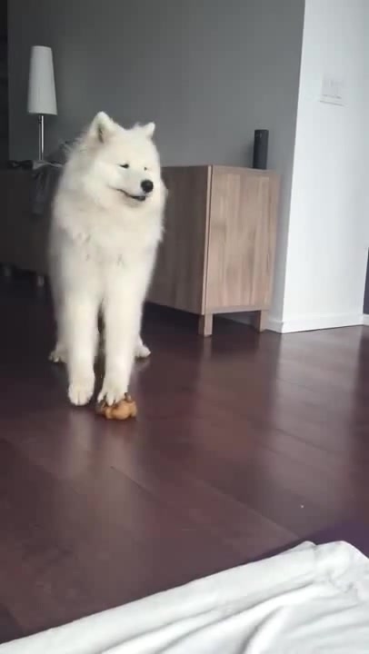 Samoyed Sings while Squeezing Toy - Coub