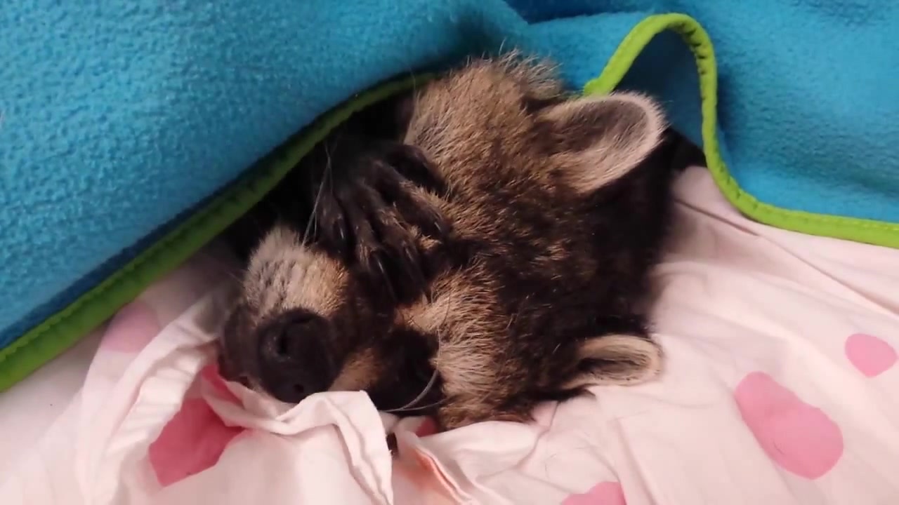 Good morning Raccoon - Coub - The Biggest Video Meme Platform