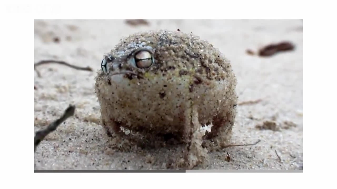 Angry Squeaking Orc Frog - Coub