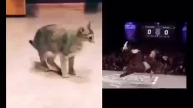 freestyle - Coub - The Biggest Video Meme Platform