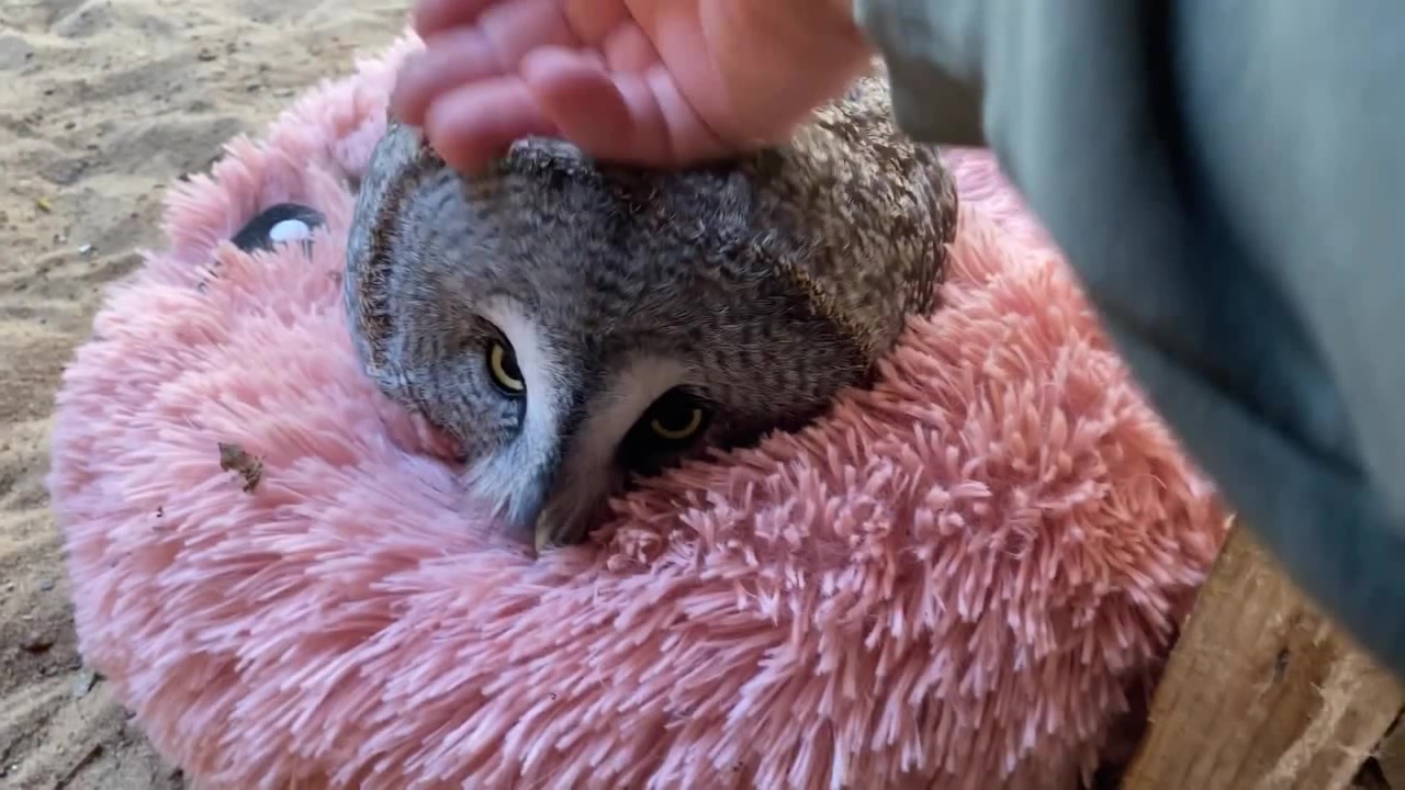 How owl engine sounds like - Coub