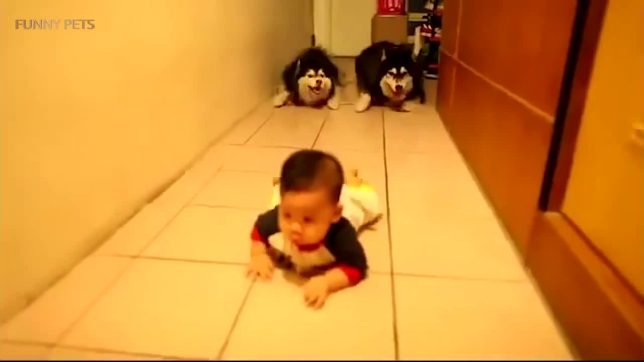 Funny HUSKY ★ HUSKIES ARE TOO CUTE! [Funny Pets] - Coub - The Biggest Video Meme Platform