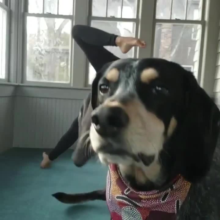 Hello? Yes this is dog.’’ - Coub - The Biggest Video Meme Platform