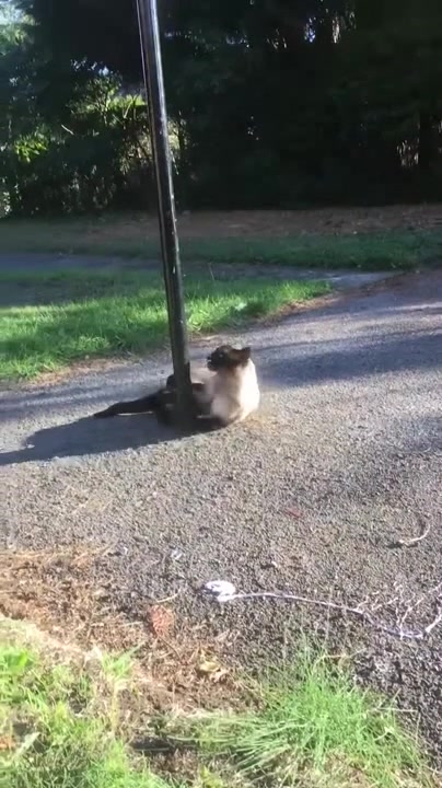 Sidney the Cat pole dancing 😽 - Coub - The Biggest Video Meme Platform