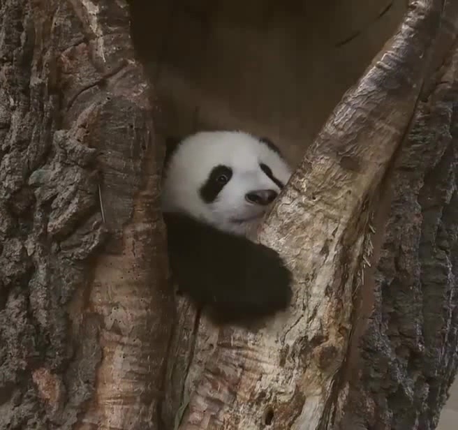 Hi, Panda! Bye, Panda! - Coub - The Biggest Video Meme Platform