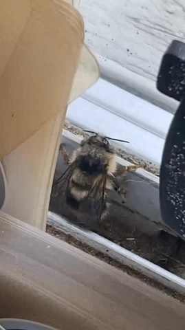 bumblebee macarena - Coub