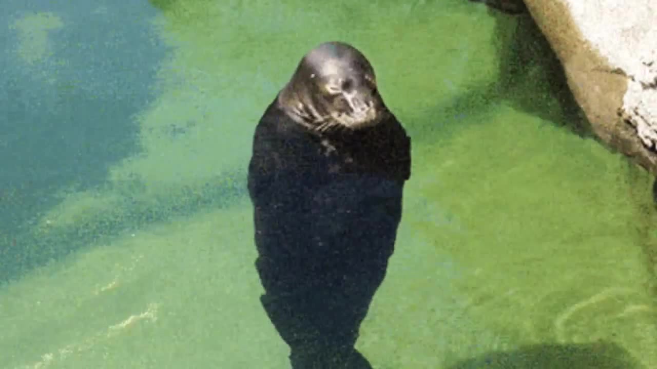 Spinning Seal - You Spin Me Round - Coub - The Biggest Video Meme Platform