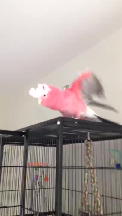 Worlds most excited bird - Coub