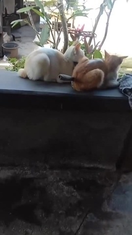 cats - Coub - The Biggest Video Meme Platform