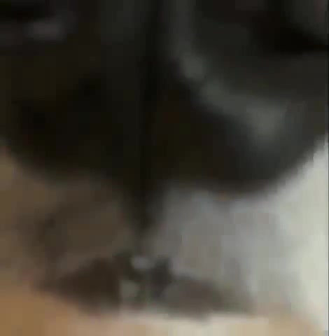 Smile so cute dog ️😁🤗 - Coub