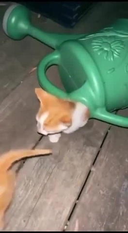 Infinite kittens - Coub - The Biggest Video Meme Platform