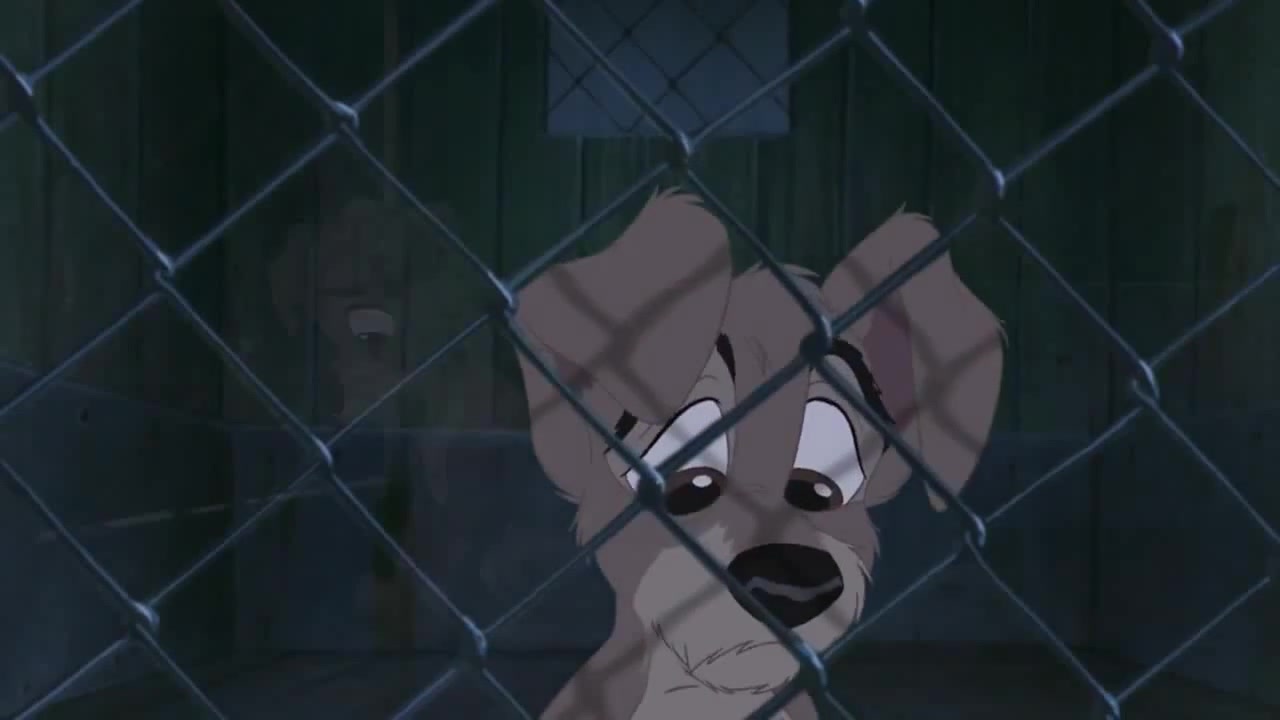 Answer that question yourself, Scamp - Coub