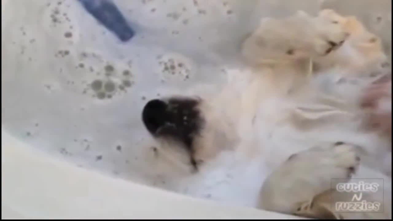 Dogs just want to bath - Funny dog - Coub