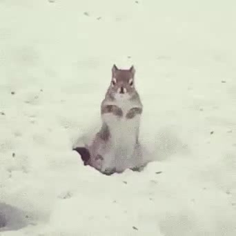 Squirrel tap dance - Coub