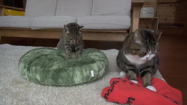 Maru and Hanna making bread - Coub