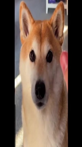 Shba inu, shiba inu sing - Coub - The Biggest Video Meme Platform