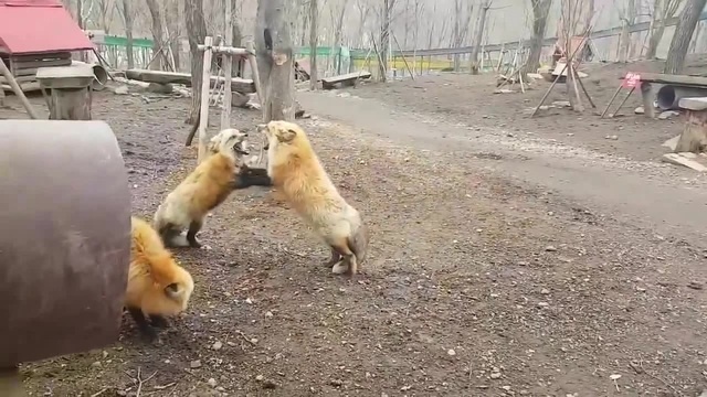 ABRA; A Capulet Fox. Benvolio goes "Pheeew..." - Coub