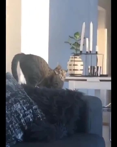 Catty Trippy LT - Coub