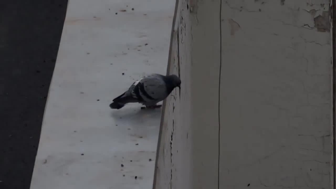 Suicidal pigeon - Coub
