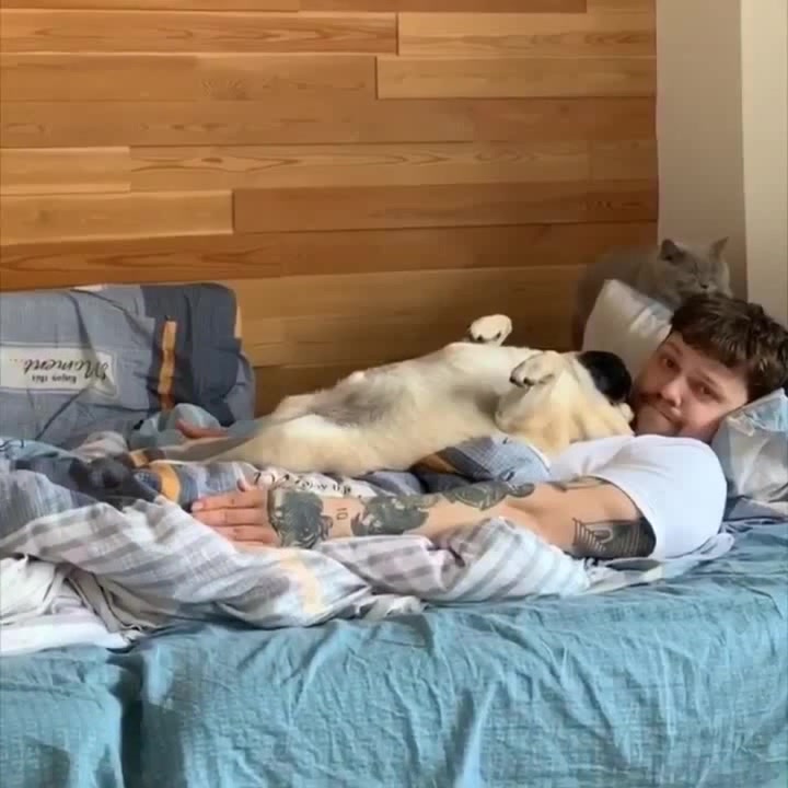 Animal Cat Video youtube.com/user/CrazyCatMiki - Coub