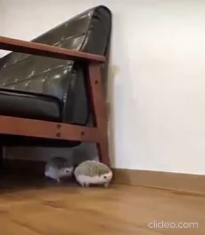 Отдай сало - Coub