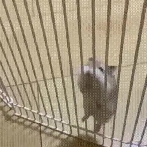 Wide hamster - Coub