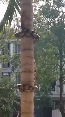 Call me by your snake - Coub