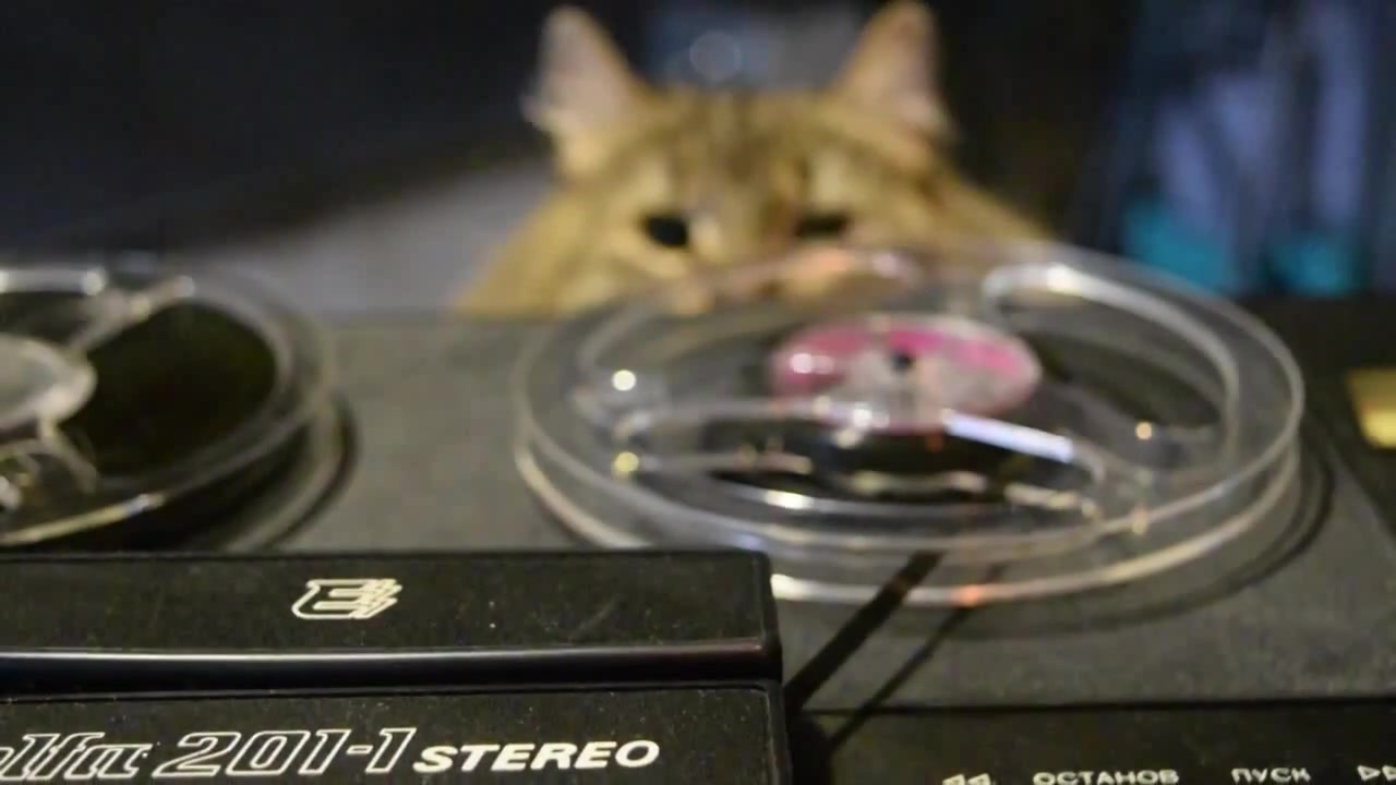 Techno CAT - Coub