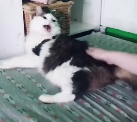 Spanking a cat - Coub