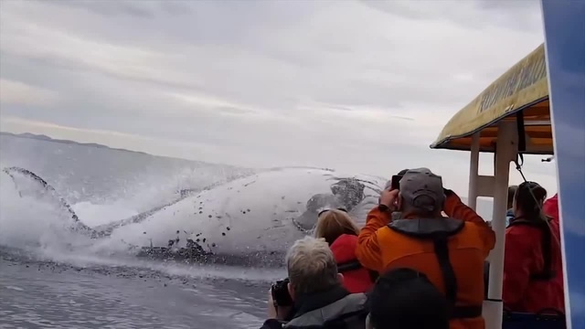 Everlong - Coub - The Biggest Video Meme Platform