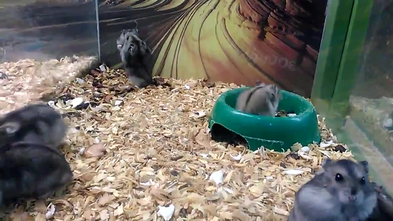 I think this hamster is broken. Hamster spin - Coub