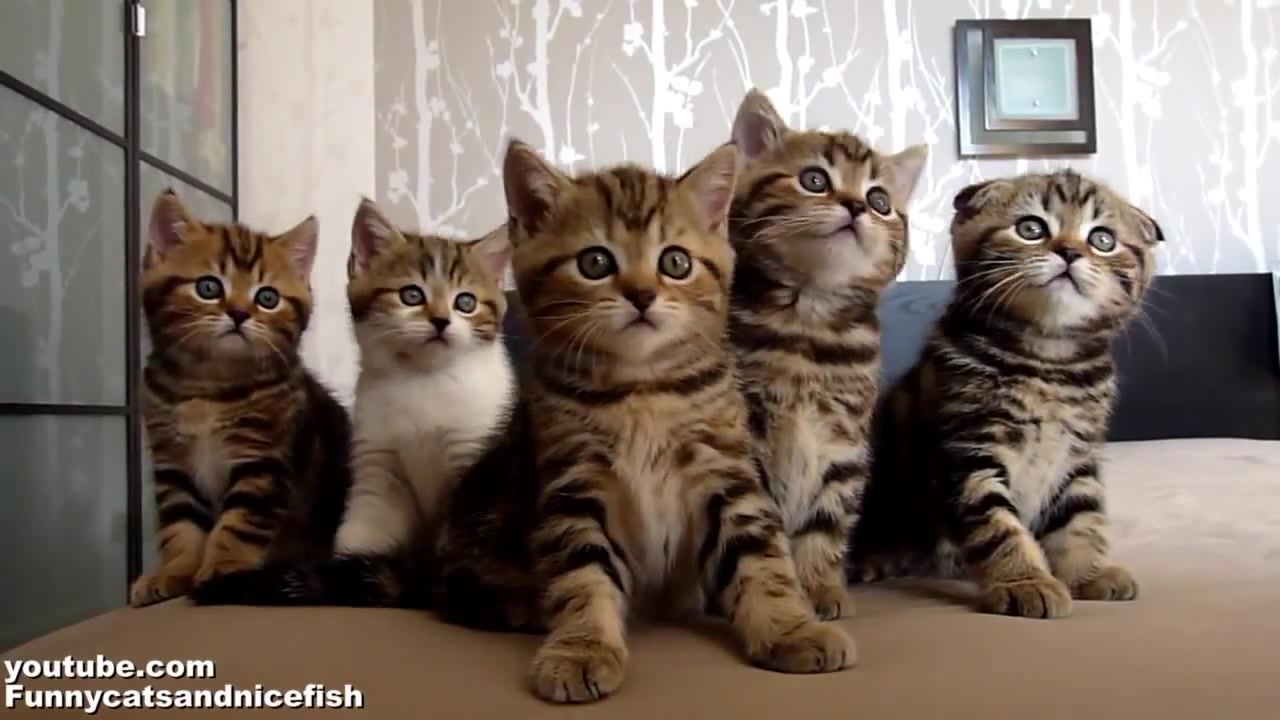 Seven Tentacles, Eight Flames, Five Kittens - Coub