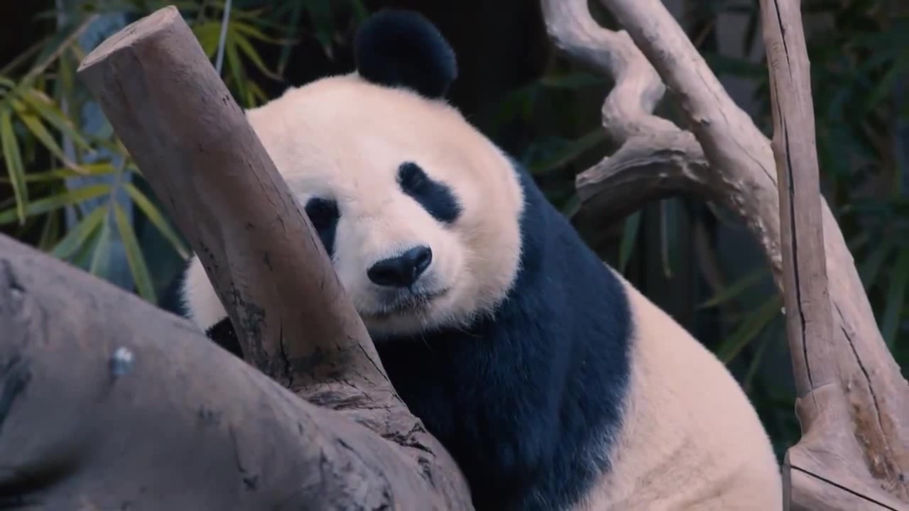 panda needs in a sleep - Coub