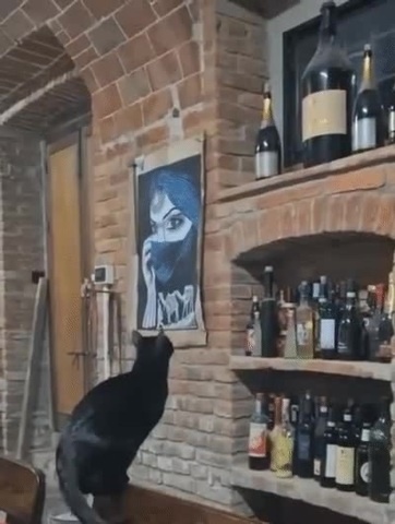 epic cat jump - Coub