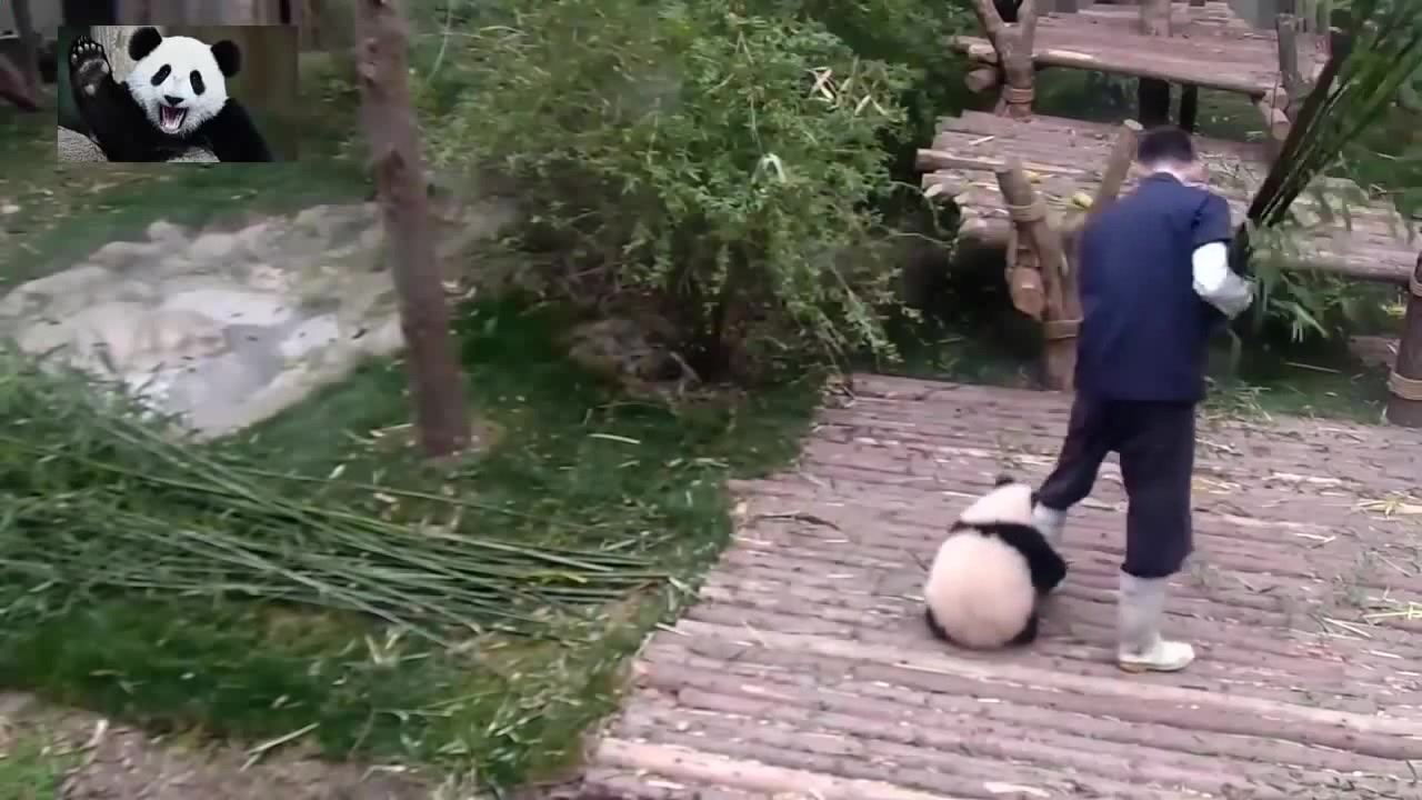 Cute panda :) - Coub