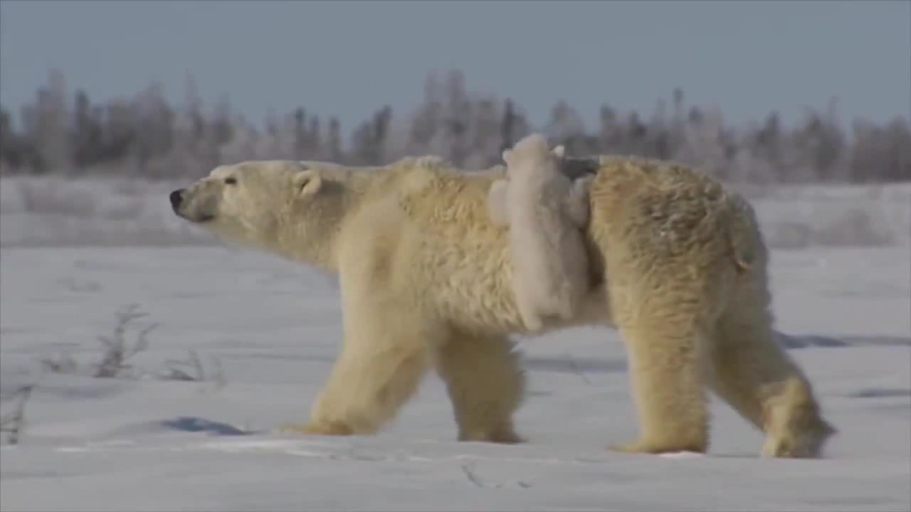 Cute polar bear cubs lovin' up their mamma - Coub
