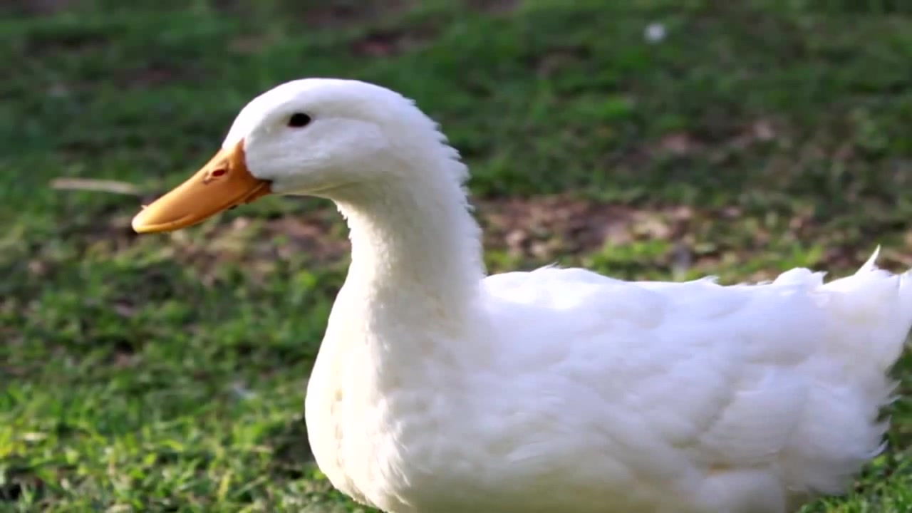 Ducks - Coub