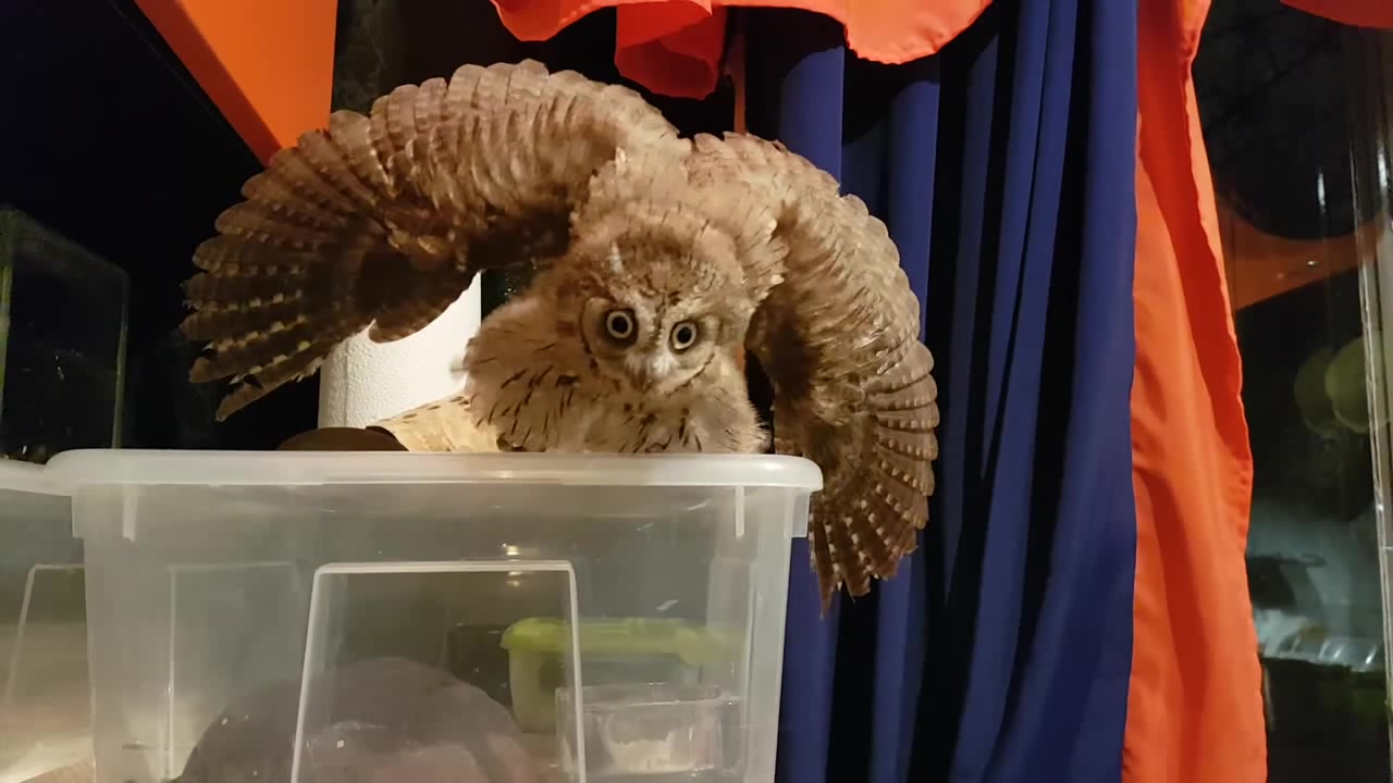owl exterminator - Coub