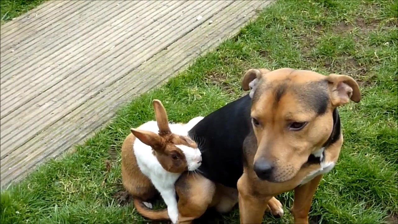 Dog VS Rabbit - Coub