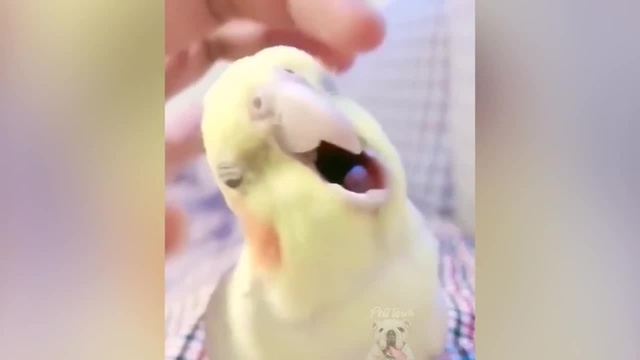 chill parrot - Coub