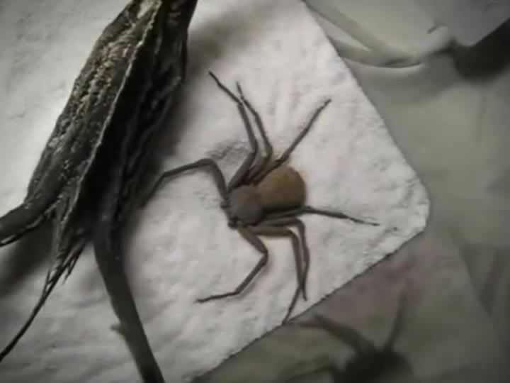 Spider COCO #earrape - Coub