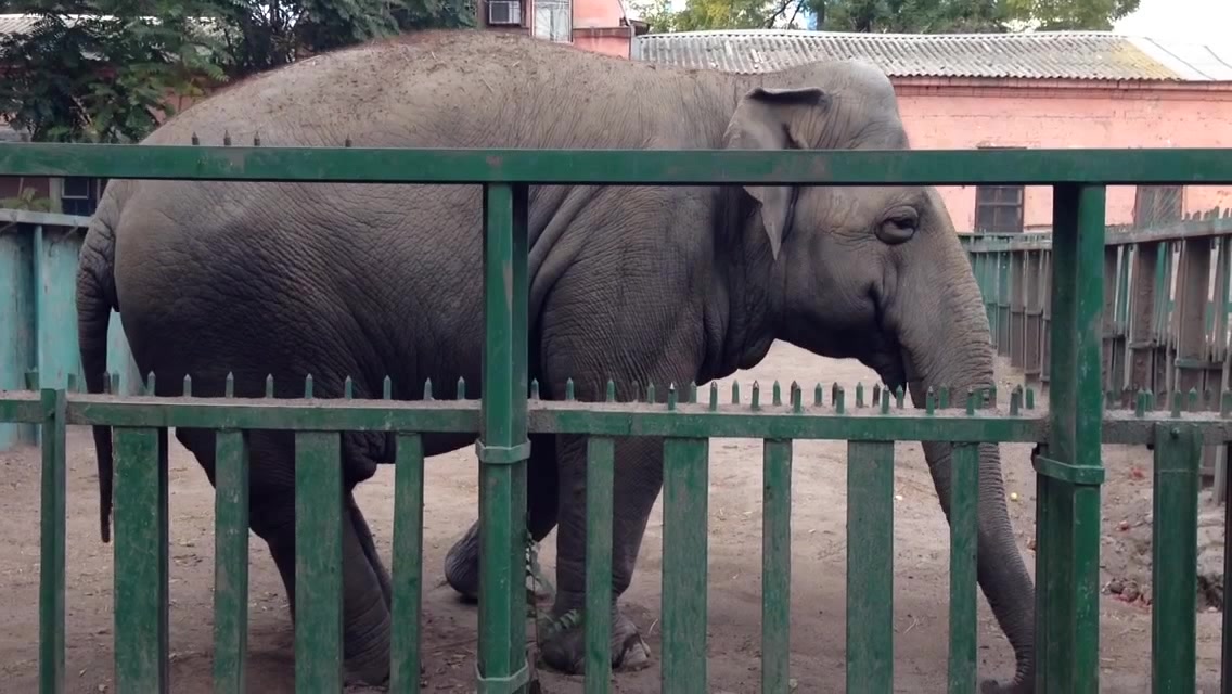 Reggae elephant 🐘🚬 - Coub